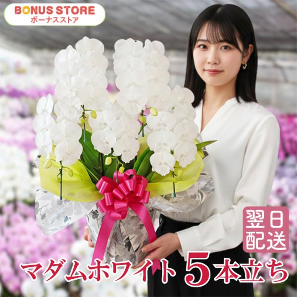 花の大きさ：８cm、全高：55〜50cm　大変珍しい純白のビッグリップ。白一色！丸みのあるフォルムはとてもかわいらしいです！つぼみは明るいグリーンイエロー。花が開くと純白になります。お誕生日プレゼントやお供えにも。※個体差により、商品画像と...