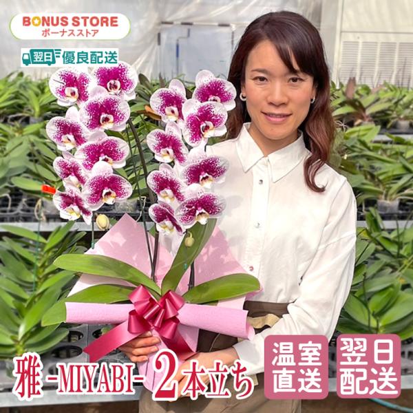 ギフトにおすすめのボリュームたっぷりスポット胡蝶蘭白地にパープルのドットが印象的な「雅」。 パープルのドットが効いてとても上品です。印象的でおしゃれな贈り物としてきっと記憶に残るに違いありません！花の大きさ：約11cm全高：約55〜65cm...