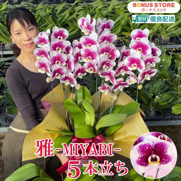 花の大きさ：10cm全高：80〜85cm個性的なお花はこれぞ胡蝶蘭！という雰囲気でエキゾチックな感じです。胡蝶蘭好きの方に※金額の分かる納品書、請求書、領収書等は同梱されません。