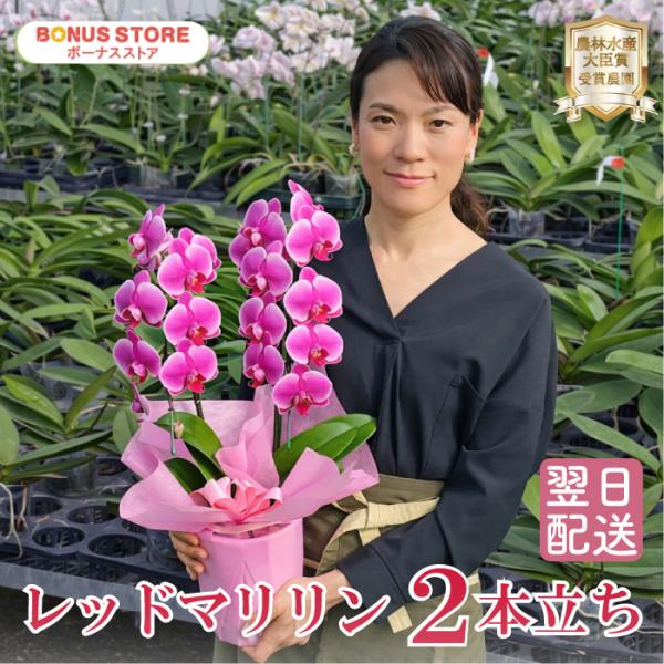 濃いワイン色のお花はとてもかわいらしく、ふわりと白い縁取りがあってより華やかに見えます。赤の胡蝶蘭は色彩効果として活力を感じ気持ちを前向きにさせてくれる 効果があると言われています。白い縁取りが後光が差しているようでとても華やかです！お花の...