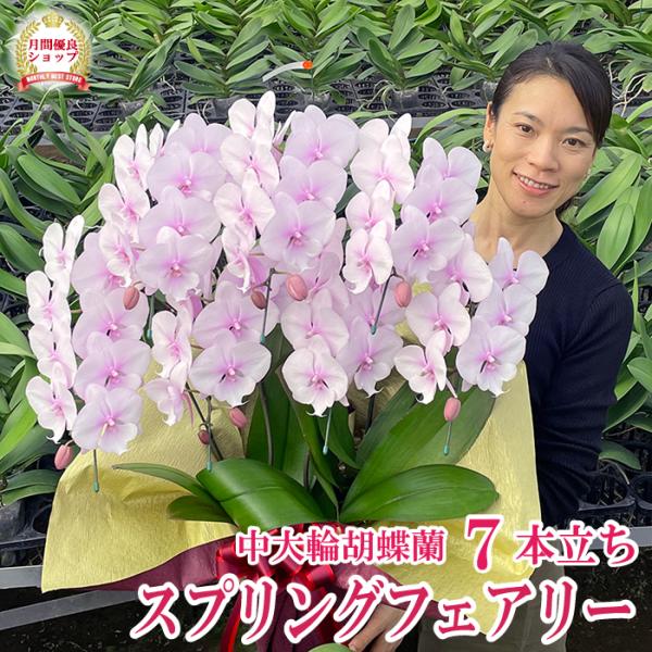 なかなかお目にかかれないビッグリップシリーズ。いつもの「胡蝶蘭」の表情とも違いふんわりと優しい印象の品種。お花屋さんなど店頭にはない目新しい物を好きな方に。花の大きさ：11〜12cm全高：80〜85cmふんわり淡いピンクがとてもエレガント、...