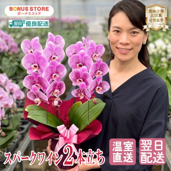 細かいパープルのドットがふわりと広がり個性的ながらもとても上品な雰囲気の品種。一輪一輪お顔が違っていて見飽きない、目を惹く品種です。お花も大きく、大輪と引けを取らない存在感です。一つ一つ模様が異なり、パープルのドットが細かく、不規則なようで...