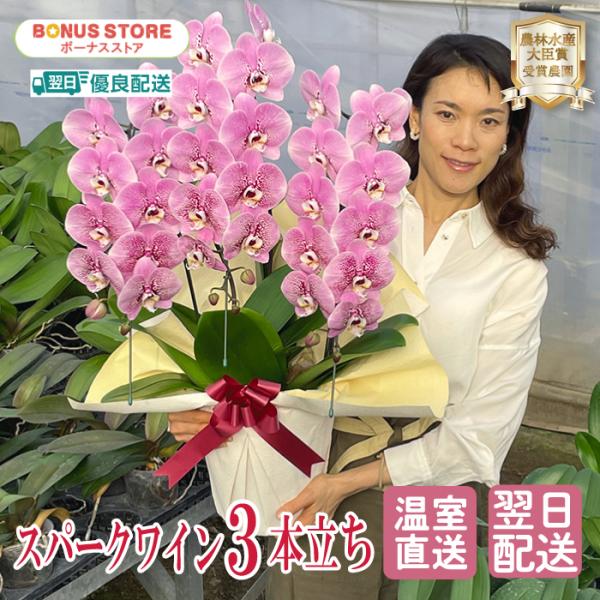 珍しいパープルワイン系の大輪スポット胡蝶蘭。大輪は白、ピンクとポピュラーですが、インパクトのあるワインカラーも独特の雰囲気できっと目立つことでしょう。個人ギフトとしても他にはない珍しい品種ですのでおすすめです！《注》輪数が少なめの場合4本立...