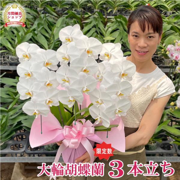 3寸株の寄せ植え大輪胡蝶蘭3本立ち。30輪クラスと比較すると約10cmほど低くなりますが、個人的なお祝いお供えには家庭サイズで◎花の大きさ：12cm〜13cm、全高：75〜85cm前後※金額の分かる納品書、請求書、領収書等は同梱されません。
