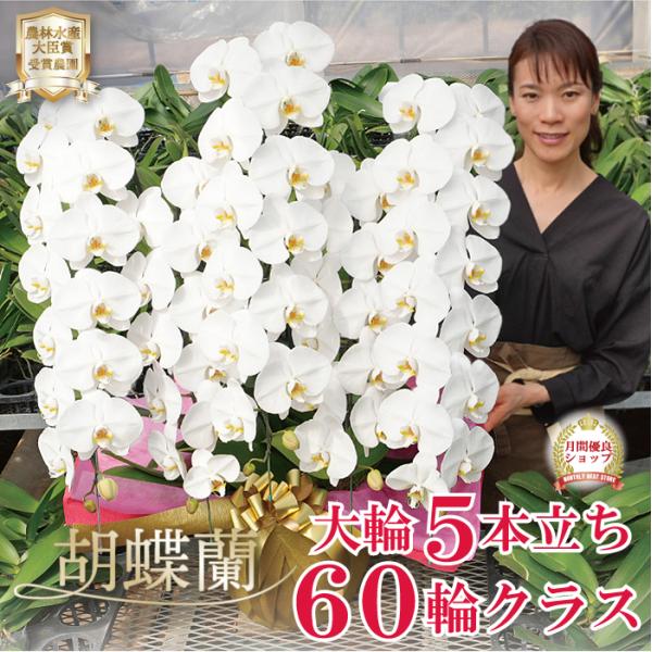 最高品質の株を使った豪華で贅沢な5本立ち！数々の名誉ある賞を獲得した白と花並びの良いピンク大輪60輪以上！花の大きさ：12〜14cm、全高さ：95〜110cm前後※金額の分かる納品書、請求書、領収書等は同梱されません。※沖縄への配送不可