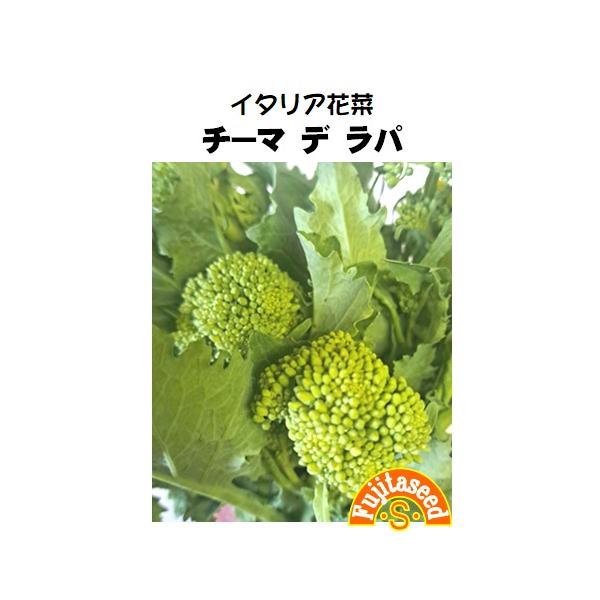 【利用方法】　　カブの一種で、葉とつぼみの部分を食べます。茹でてから炒めたり、サラダやあえもの、パスタの具などに利用します。【まき時期（一般地域）】８月〜９月【発芽難易度】初級者向 【容量】１ｍＬ【種子有効期限につきまして】この種子は毎年6...