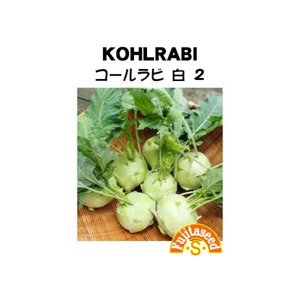 【栽培方法】1.栽培はほとんど周年できますが、８月まきが最良です。2.直まきの場合、約３０ｃｍ株間に数粒ずつ点まきし、次第に間引いてください。移植栽培の場合は本葉４〜５枚の頃、約３０ｃｍ間隔で定植します。3.収穫は直径が約6〜8ｃｍ位に行い...