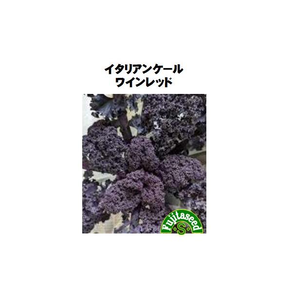 【種まき】７月〜８月【栽培方法】　ビニールポット(苗床)などに種をまき、　本葉が6〜7枚のころ、プランターや畑に約４０cm間隔で植えつけます。【利用方法】　カールした葉形は、料理の飾りや付け合せに最適。　加熱すると甘みが感じられ、炒め物やス...