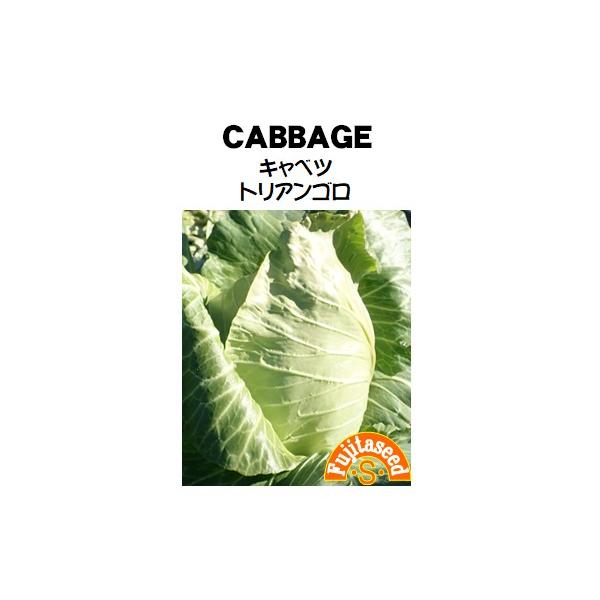 【種まき】７月〜８月【栽培方法】　栽培は一般のキャベツと同様に育苗し、　本葉３〜４枚の頃に１m2当り9株程度植えつけます。【利用方法】　先端が少し尖った三角のような形のキャベツです。　中の葉は柔らかくてとても美味しく、生でコールスローサラダ...