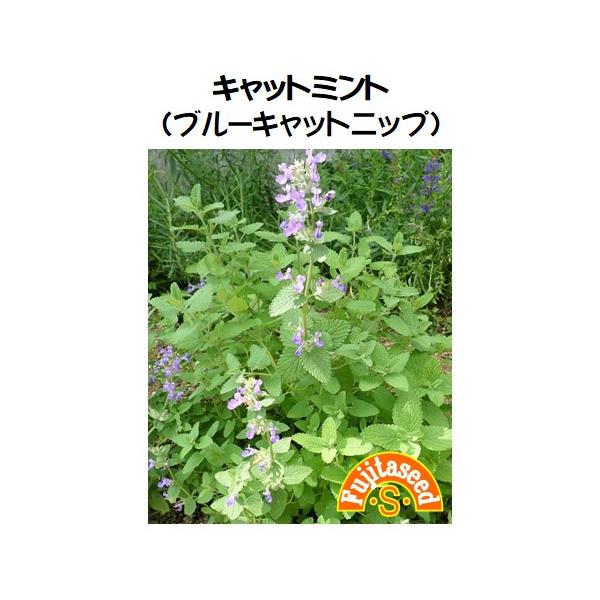 【栽培方法】シソ科の多年草で、草丈２０〜４０ｃｍ。開花は晩春から初秋で、青紫色の花をつけます。真夏の日差しには弱いので注意が必要ですが耐寒性は強く作りやすいです。【利用方法】別名「ブルーキャットニップ」と呼ばれています。ある程度伸びてくると...