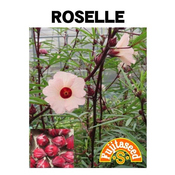 【栽培方法】排水の良い有機質に富んだ土にタネまきします。　　　寒さに弱いので日当たりの良い場所で育て、生育期には肥料を適宜与えて下さい。【利用方法】オクラに似た美しい花を咲かせます。アオイ科の一年草で、ハイビスカスティーの原料として知られて...