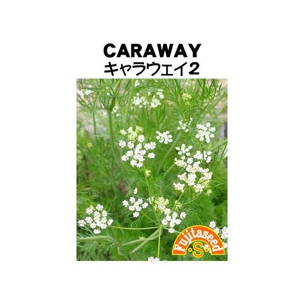 【栽培方法】セリ科の二年草で、水はけと日当りの良い肥沃な土地を好みます。移植を嫌います。ポットで育苗する場合は丁寧に移植して下さい。【利用方法】草丈３０〜８０ｃｍ、開花は６〜７月頃。種子は2年目より収穫でき、ティーやお菓子、パンなどの香り付...