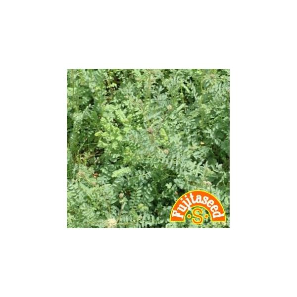 【利用方法】バラ科の多年草。日当たりと水はけのよい場所を好みます。キュウリの香りのする葉は古くからサラダ、スープなどの風味付けに利用されてきました。刻んだ若葉をバターやドレッシングに合わせるのもおすすめです。【まき時期（一般地域）】　4月〜...