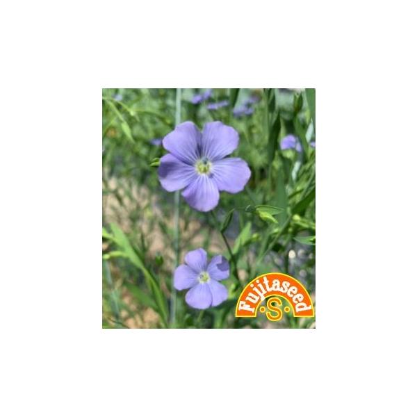 【利用方法】中央アジア原産のアマ科の一年草。冷涼な気候で日当たりと水はけの良い場所を好みます。茎から採れる繊維は主に織物のリネンとして利用されています。種子から採れる亜麻仁油は家具のつや出しなど工業用に使われます。茎、葉は細くすらっとしてい...