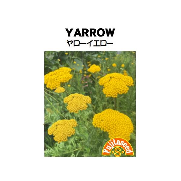 【栽培方法】種子は小さく細かいので水やりの時に種子が流れないように注意してください。本葉が６〜７枚のころ、プランターなどに約20ｃｍ間隔で定植します。【利用方法】キク科の多年草で開花は6〜9月頃。 土質を選ばず、繁殖力が強く、暑さ寒さ病虫に...