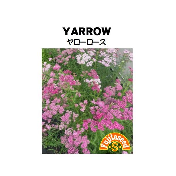 【栽培方法】種子は小さく細かいので水やりの時に種子が流れないように注意してください。本葉が6〜7枚のころ、プランターなどに約20cm間隔で定植します。【利用方法】キク科の多年草、開花は6〜9月頃。　繁殖力が強く、暑さ寒さ病虫にも強く栽培しや...