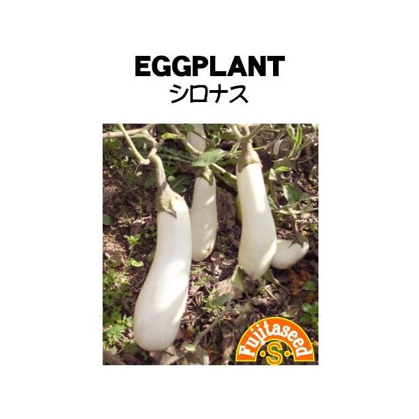 【利用方法】長さ約12〜17ｃｍで外皮は真っ白なナスです。皮から色が出ないので、料理の色を汚さないのが特徴です。食味は米ナスに似ており、炒め物やフライ、天ぷらに適します。小さな果実で収穫しピクルスや、スライスしてサラダにも利用できます。泥は...
