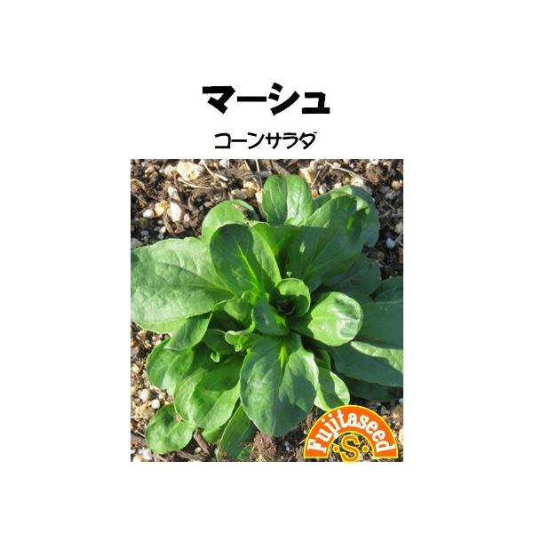 【栽培方法】1.庭先やプランターでも手軽に作れます。　栽培方法はサラダ菜と同じで、本葉６〜７枚の頃より順次収穫します。2.低温期にビニールのマルチ、トンネル被覆栽培   すると冬期の収穫が可能になります。　高温多湿は病害の発生が多くなるので...