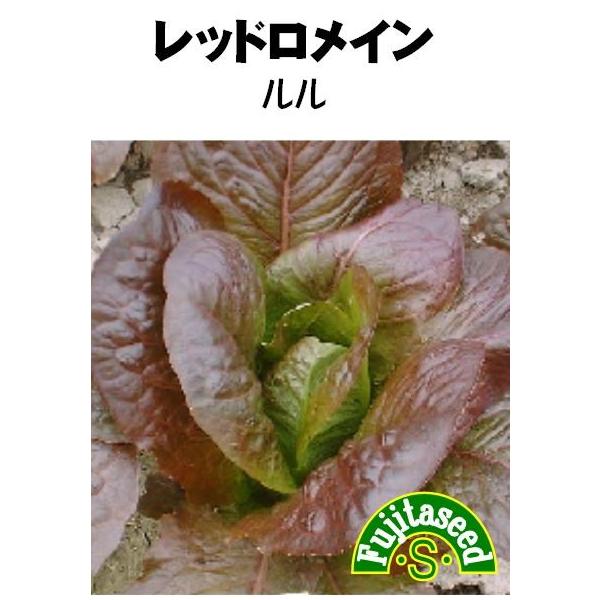 【栽培方法】ビニールポット(苗床)に３〜５粒まき、本葉が２〜３枚のころ、１ポットにつき１本にする。本葉が4〜5枚のころ、プランターや畑に植えつけます。【利用方法】赤葉のロメインレタスです。カラフルな色合いとパリッとした食感で肉厚の葉はサラダ...