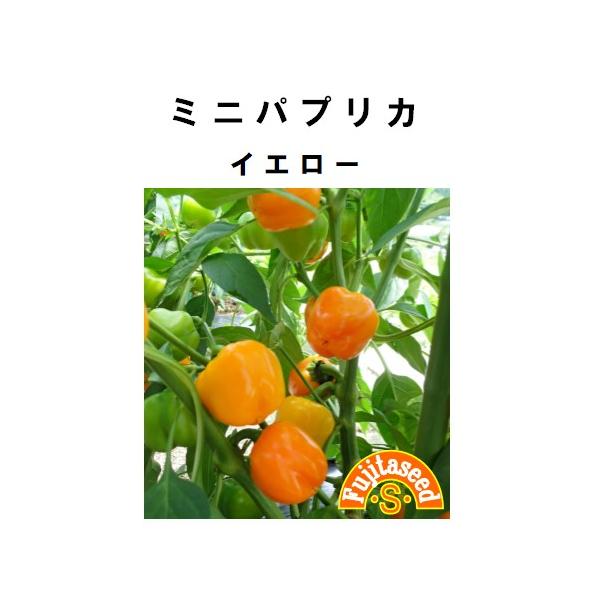 【利用方法】キッチンガーデンに最適のミニカラーピーマンです。草丈４０〜５０ｃｍ位であまり大型にならず、支柱の手間もいらない作り易い小型のカラーピーマンです。果実の大きさも４〜5ｃｍ位のミニサイズでキッチンガーデンやベランダ園芸、鉢栽培の彩り...