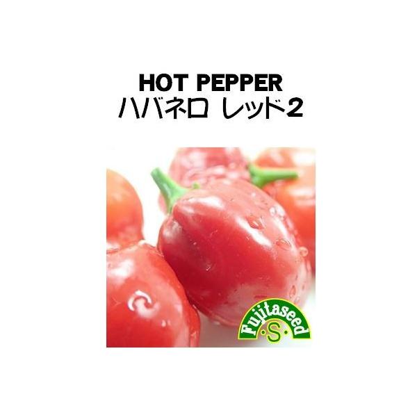 【栽培方法】１、木箱等に種子をばら撒きし、ビニール等で保温します。または温床で育苗します。発芽に日数がかかります。２、本葉４〜５枚の頃、プランターや畑に60ｃｍ間隔で植え付けます。【利用方法】衝撃的な辛さとフルーティーな香りが特徴の激辛トウ...