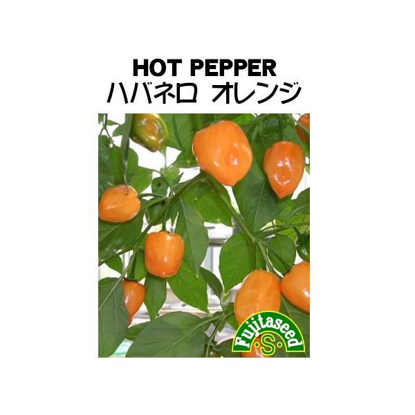 【栽培方法】１、木箱等に種子をばら撒きし、ビニール等で保温します。または温床で育苗します。発芽に日数がかかります。２、本葉４〜５枚の頃、プランターや畑に60ｃｍ間隔で植え付けます。【利用方法】衝撃的な辛さとフルーティーな香りが特徴の激辛トウ...