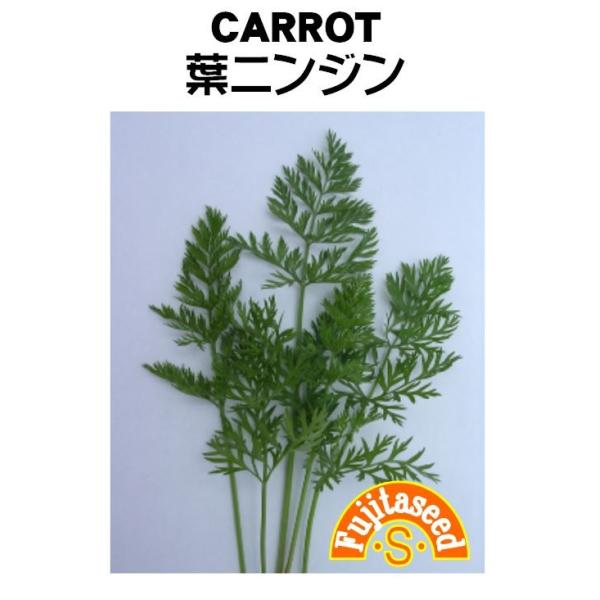 【栽培方法】１.筋まきします。芽が出るまで毎日水かけします。２.順次間引きながら収穫します。３.青虫などに、注意して下さい。　【利用方法】ビタミン豊富で、柔らかな葉ニンジンです。お浸しや胡麻和えなどに利用します。【まき時期（一般地域）】3月...