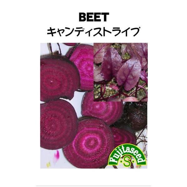 【栽培方法】プランターや畑に３〜５粒ずつの点まき、または筋まきをして育苗します。ベビーサラダには草丈10cm位より順次葉をカットして 利用します。大きな根を収穫するには、種を秋まきし、１ 株仕立てにし、種まき後60日位で収穫します。【利用方...