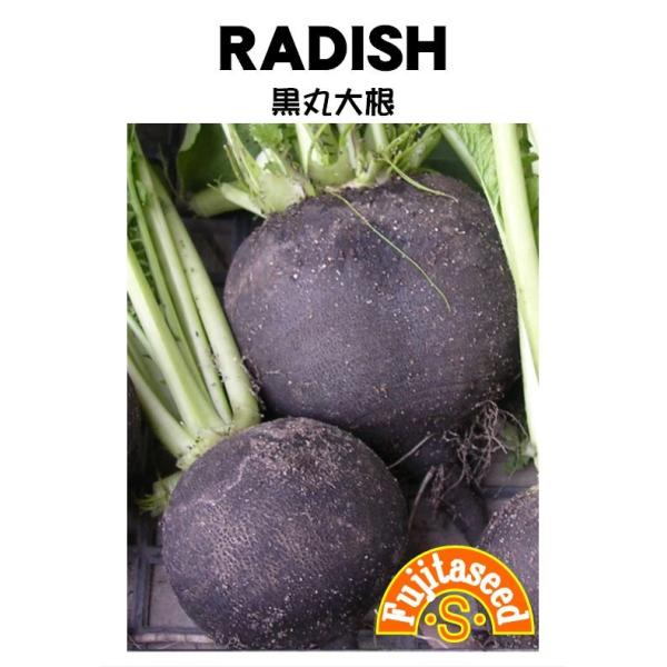 【利用方法】表皮が黒色の珍しい大根です。直径10cm位の丸形で、肉質は緻密です。スライスしてサラダ、煮込み料理などに利用します。　　　＊本種は品種の特性上、外皮が黒くないものがまれに数％発生しますので、ご了承ください。【まき時期（一般地域）...