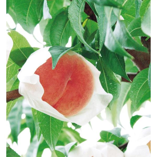 【産地直送品・送料込】★出荷時期　7月上旬〜7月下旬★チルド便配達●約2kg（5〜8個）化粧箱入り（箱サイズ49×34×12cm）　●食べごろをお届けしています。種のまわりにかっぺん色があるのは糖蜜なので傷みではありません。（りんごの蜜と同...