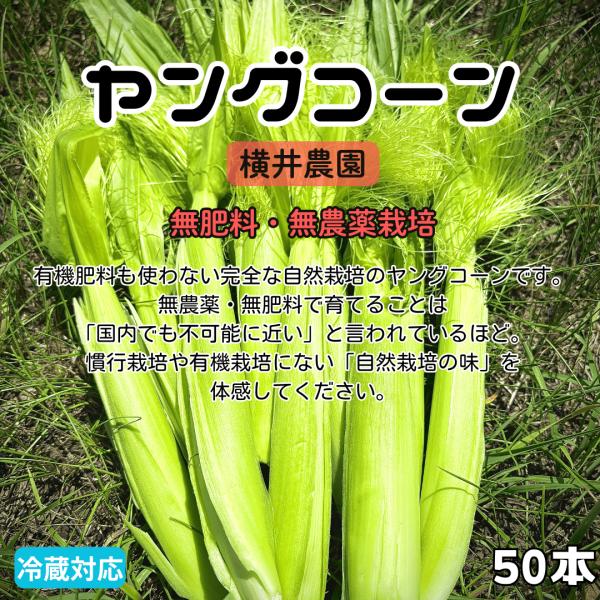 【発売日：2026年07月31日】