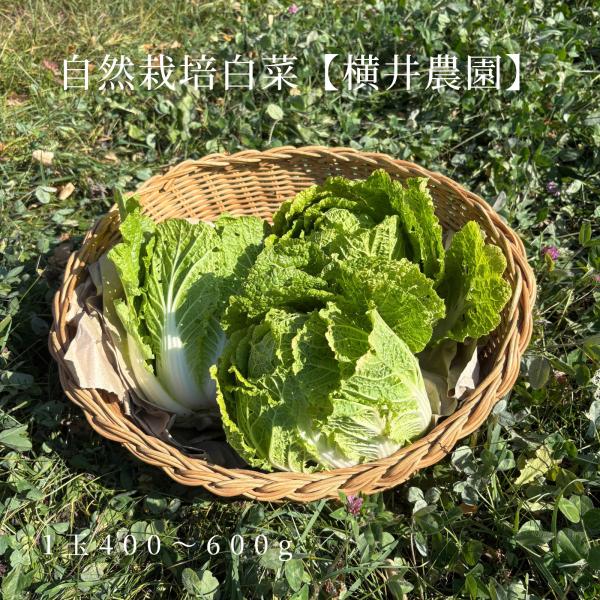 【発売日：2026年10月16日】1玉400600gの使い切りサイズ。軸はしっかり、煮ても炒めても形が残ります。北海道網走郡津別町の横井農園から、白菜が届きました。当店のある北見市の隣の町、その畑で育った白菜です。横井農園は、畑に肥料を入れ...