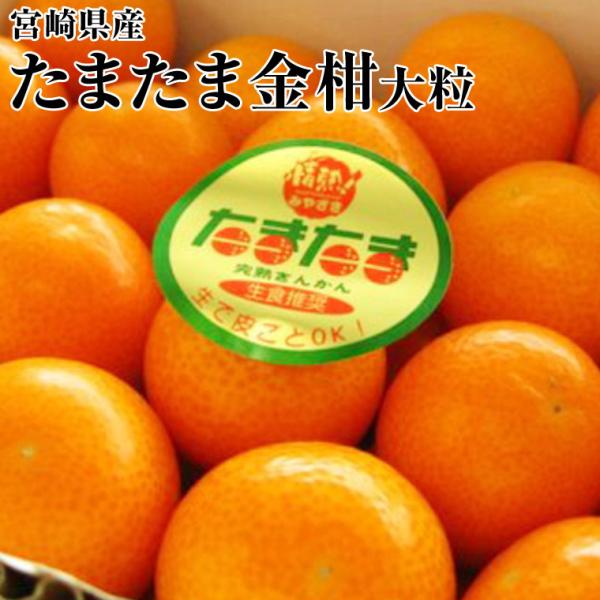 宮崎県の【ブランド完熟きんかん】は、ハウスで２１０日以上完熟したもので【糖度１６度以上！】【Ｌサイズ以上！】の金柑が《たまたまきんかん》名付けられました。その為生で食べていただいてもとっても甘い〜んです。ビタミンＣが豊富で生のまま、皮ごと食...