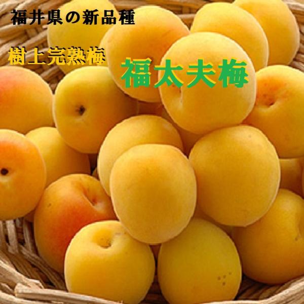 【 6月下旬〜ご予約順に発送予定】