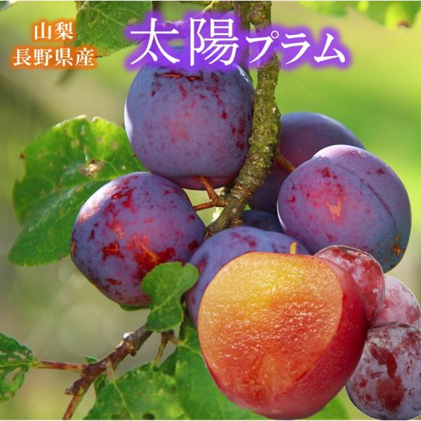 太陽プラムプラム すもも 山梨県産 長野県産 果物