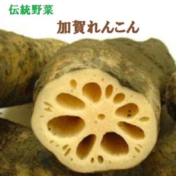 歯ごたえシャキシャキ！フライ・煮物・天ぷら！美味しさにビックリ！！　加賀れんこん レンコン 蓮根 伝統野菜 石川　