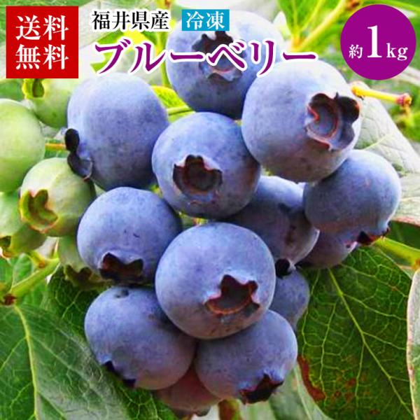 冷凍ブルーベリー1kg袋 福井県産福井県産 冷凍 ブルーベリー 加工用 国産 ジャム作り お菓子作り 家庭用 自宅用 福井 冷凍ブルーベリー 冷凍フルーツ
