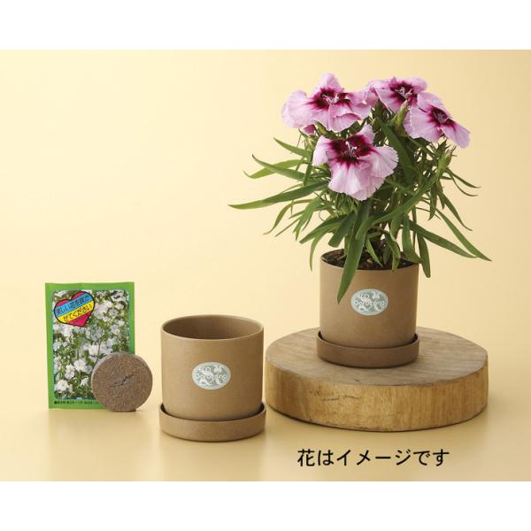 環境に優しいバイオマス樹脂を使用したエコ対応のガーデニングセットです。小鉢に培養土と種をセットし、すぐにガーデニングを楽しめます。化粧箱も再生紙使用です。本体サイズ；　W67 x D67 x H65 mm包装；　化粧箱入箱サイズ；　W71 ...