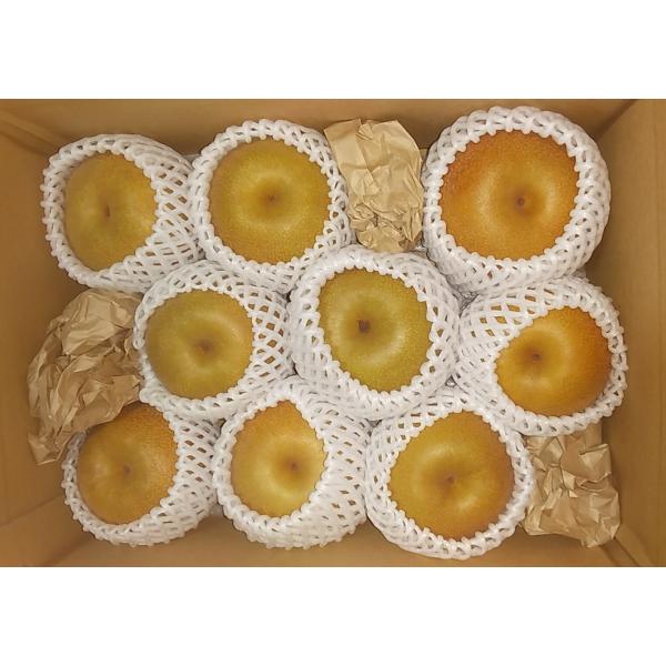 【発売日：2026年08月01日】旨い梨ですが樹勢が弱く、収量が増えないので入手困難の幻の梨では無いでしょうか。収獲数量が少なく、サイズが揃わないのでお届け方法を考えた結果、大きさバラバラでお届けします。葉が小さいが果実は平べったく赤く熟す...
