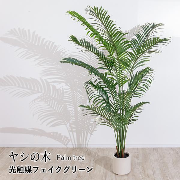 ■サイズ観葉植物高さ：200cm鉢サイズ：幅21.5x奥行21.5x高さ21.5cm■商品重量約5.2kg■梱包サイズ(1梱包)132x24x24cm■仕様梱包の際に、葉の部分に癖がついている場合がございます。その際は、手で軽く形を整えるな...