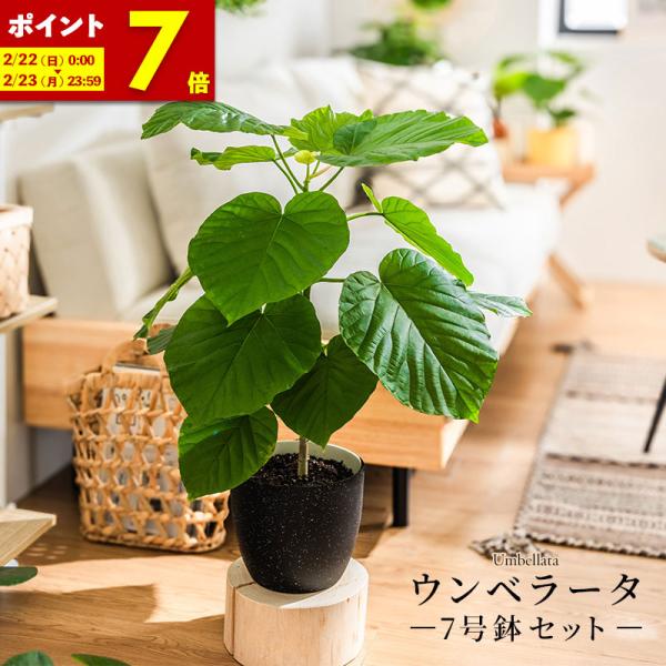 ■サイズ植物高さ：約70〜90cm鉢カバー(石目調)：幅23x高さ19.5cm鉢カバー(ストライプ)：幅22x高さ20cm■梱包サイズ(1梱包)25x25x110cm■仕様植物：生鉢カバー：プラスチック■備考当商品は植物のため、商品には個体...