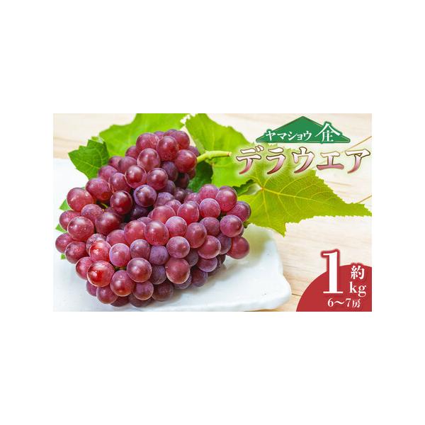 ■ 容量　デラウェア 約1kg（約6〜7房）　　【産地名】鶴岡市産　【提供事業者】ヤマショウ　　【賞味(消費)期限】到着後約3〜4日※生ものですので、お早めにお召し上がりください。　■ 配送について　【申込期日】 令和8年7月30日までご入...