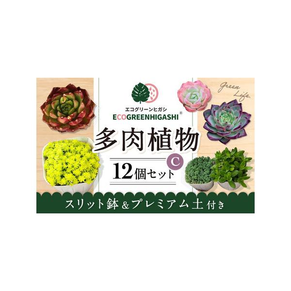 ■ 容量　・多肉(カット苗) 　　数量：5個　　サイズ：2?6cm程度　※カット苗はネームプレートが付いていない状態でのお届けとなります。予めご了承ください。　　・人気の多肉(根付き、ビニール白ポット付き)　　数量：3個　　ビニール白ポット...
