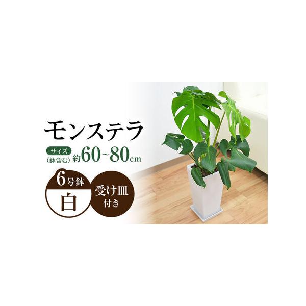 ■ 容量　観葉植物 モンステラ スクエア陶器鉢植え 6号 x 1　受皿付き　育て方のメモ付き　　＜鉢の色＞　・白　　 【商品サイズ】　 商品全体(鉢含む)の高さ：約60cm?80cm前後　 陶器鉢の高さ: 約30cm 幅: 約15cm 　※...