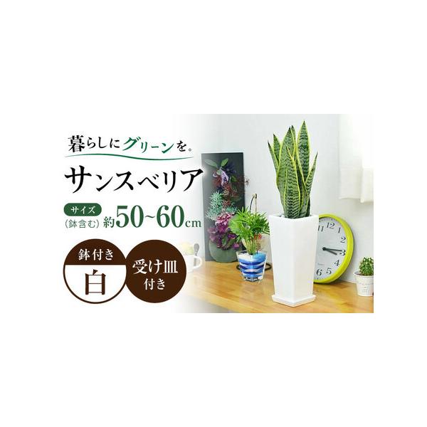 ■ 容量　観葉植物サンスベリア　・陶器鉢植え×1　・受け皿付き　・管理方法のメモ付き　　■商品全体の高さ　約50cm?60cm前後　　■陶器鉢の高さ　約25cm■ 配送について　決済から14営業日を目安に発送予定　年末年始は決済確認後、30...