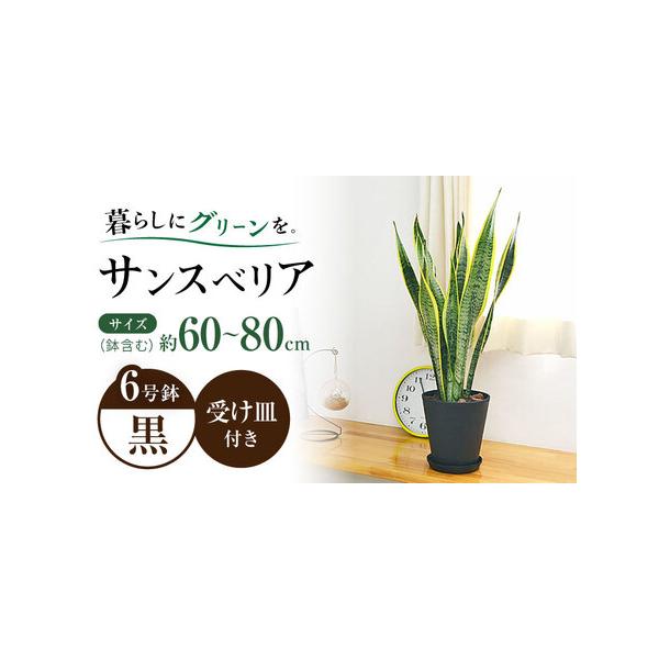 ■ 容量　観葉植物 サンスベリア・ローレンティ　・6号セラート鉢×1　・受け皿付き　・管理方法のメモ付き　　■商品全体の高さ　約60cm - 80cm 前後　　■鉢　高さ：約20cm　幅：約18cm■ 配送について　決済から14営業日を目安...