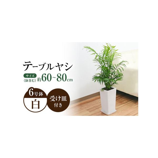 ■ 容量　観葉植物 テーブルヤシ 6号　・陶器鉢植え×1　・受け皿付き　・管理方法のメモ付き　　■商品全体の高さ　約60cm - 80cm 前後　　■陶器鉢　高さ：約30cm　幅：約15cm　　※±数cmほどの誤差がある場合がございます。■...
