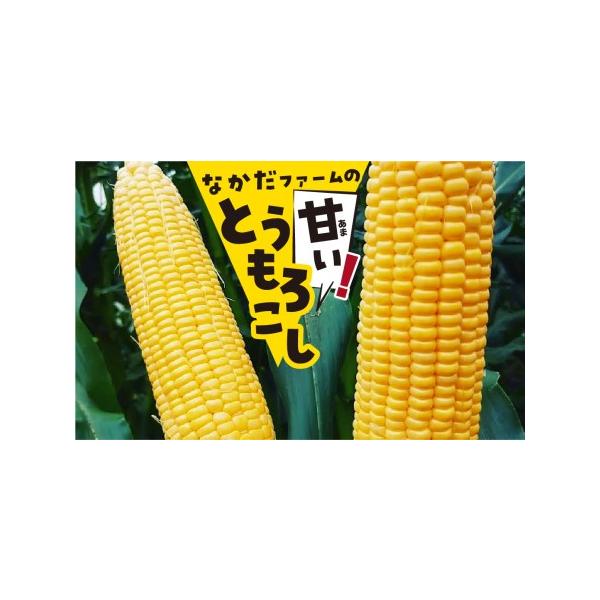 ■ 容量　トウモロコシ（品種：ゴールドラッシュ90）8〜10本　※サイズが不揃いの品となりますので予めご了承ください。■ 配送について　令和8年　8月中旬から9月下旬にかけて順次発送いたします。　※収穫の状況に応じてベストな状態で商品の発送...