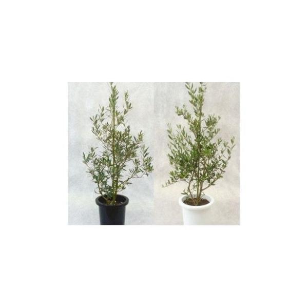 ■ 容量　オリーブ（（1）チプレッシーノ（2）コロネイキ）　サイズ：8号鉢　　高さ：100〜120cm　※いずれか1鉢をお送りさせて頂きます。商品指定はできません。　タイプ：【常温】