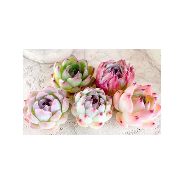 ■ 容量　多肉植物5〜7株　※大きさや品種により数量が変わります■ 配送について　寄附確認後、60営業日以内に発送予定 　年末年始（12月・1月）は寄附確認後、90営業日以内に発送予定 　※天候や発送状況により多少前後する場合がございますの...